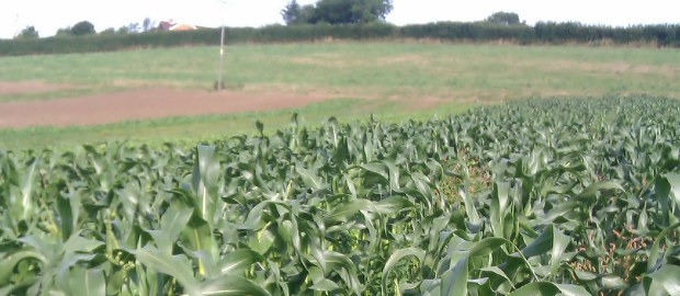 Corn - FOODLOVER magazine