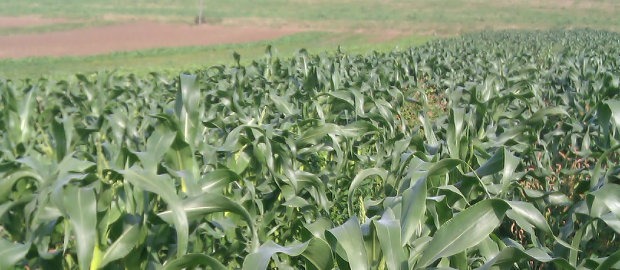 Corn - FOODLOVER magazine