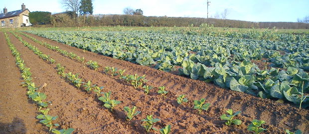 Hallwood - FOODLOVER magazine