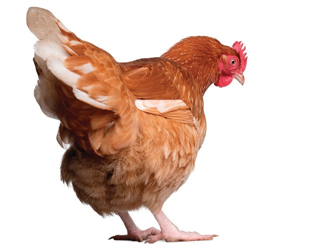 Chicken l - FOODLOVER magazine