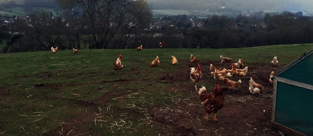 Bishop_Vale_Chicken_Farm_ Wrington - FOODLOVER magazine