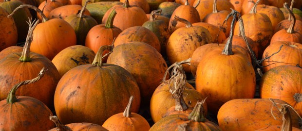 Pumpkin 2web - FOODLOVER magazine